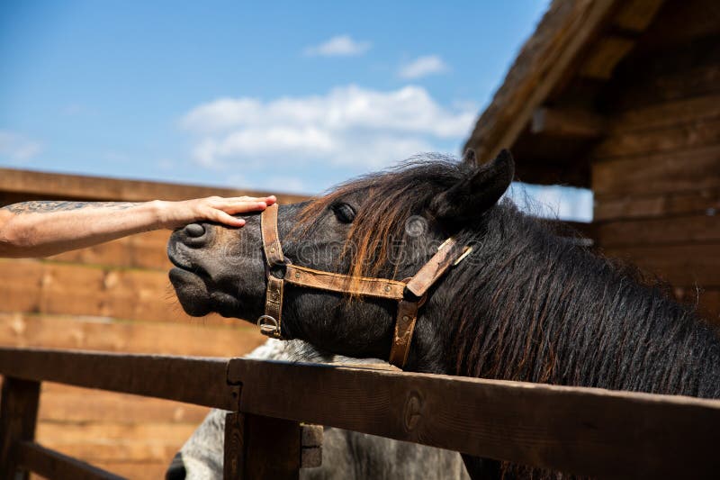 Man Petting Beautiful Horse in the Stable Stock Photo - Image of ...