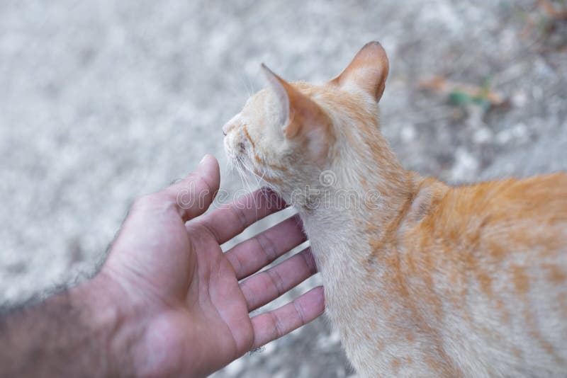 Man Petting a Cat on the Street Stock Photo - Image of cute, carrier ...
