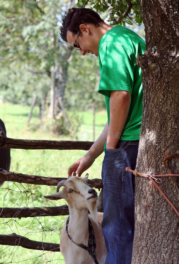 A Young Goat Scratches Its Back with Its Horns with Pleasure Stock ...