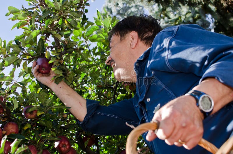 Reaching For A Branch With Apples Stock Photo - Image of beautiful ...