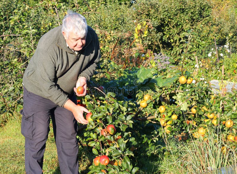 Under the apple tree stock image. Image of fresh, ederly - 3295953