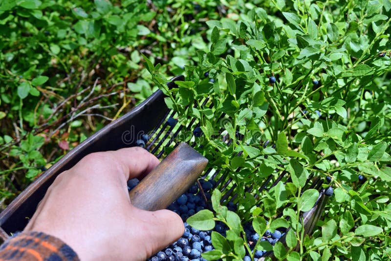 Man is Picking Blueberries with a Special Comb Stock Image - Image of ...