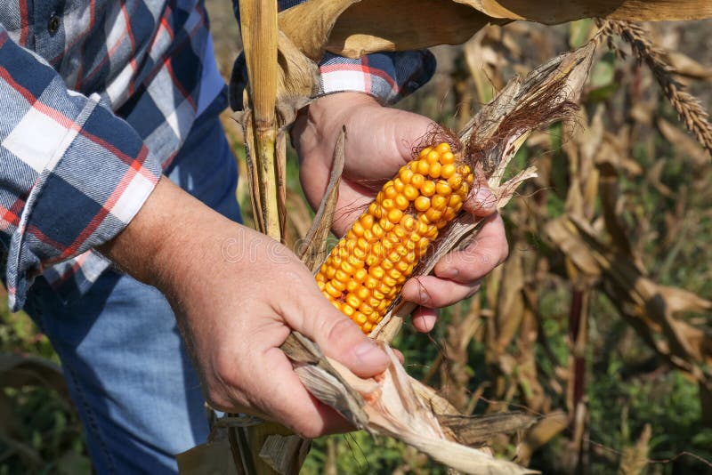 Man Picking Delicious Ripe Corn in Field, Closeup Stock Image - Image ...