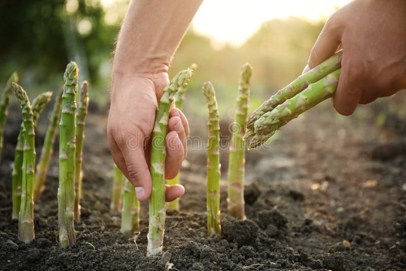 Man Picking Fresh Asparagus in Field, Closeup Stock Photo - Image of ...