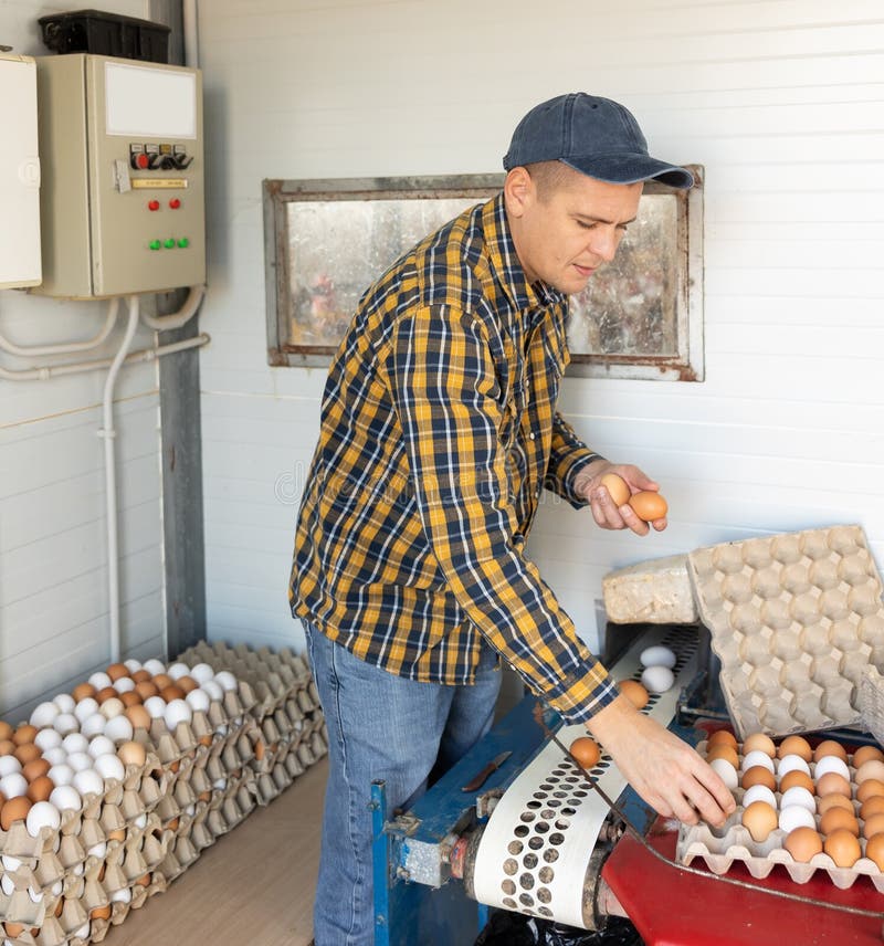 Man Picking Fresh Eggs from a Poultry Farm Conveyor Stock Photo - Image ...