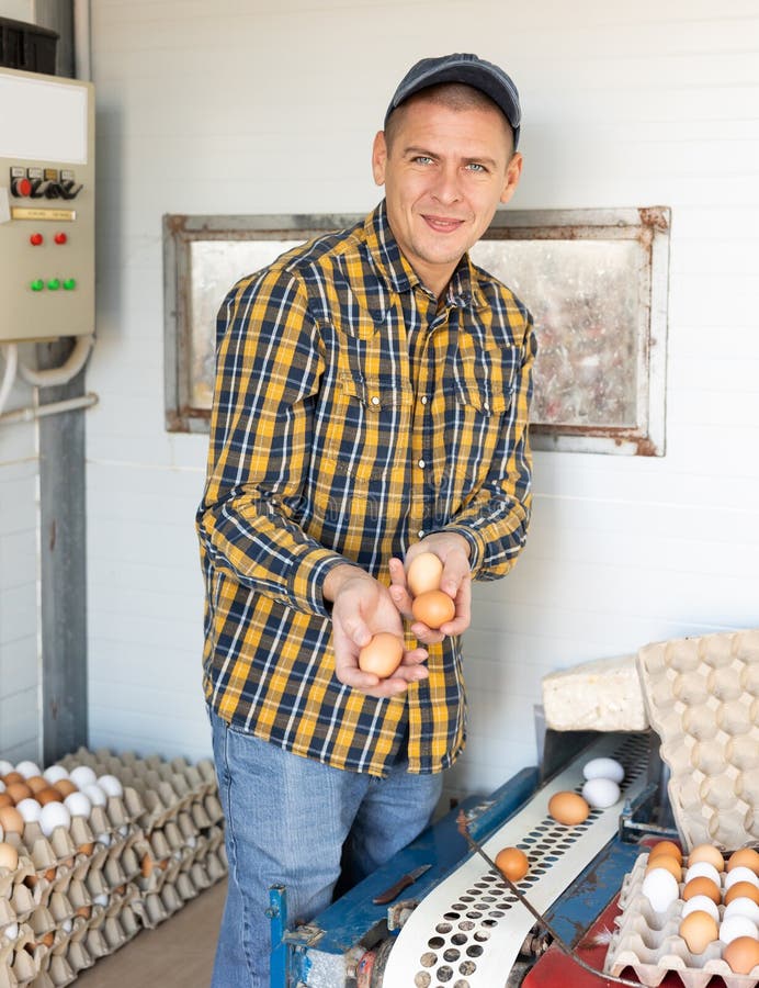 Man Picking Fresh Eggs from a Poultry Farm Conveyor Stock Image - Image ...