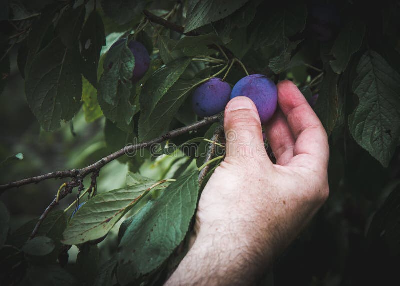 A man picking fresh plums stock image. Image of hand - 60186485