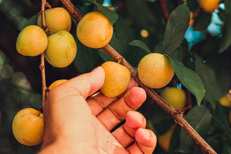 A Man Picking Fruit from the Tree Stock Image - Image of people ...