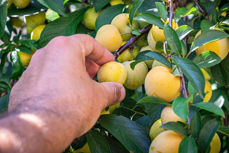 A Man Picking Fruit from the Tree Stock Photo - Image of cultivate ...