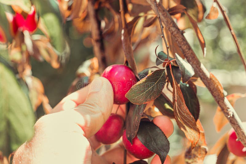 19,617 Picking Fruit Tree Photos - Free & Royalty-Free Stock Photos ...