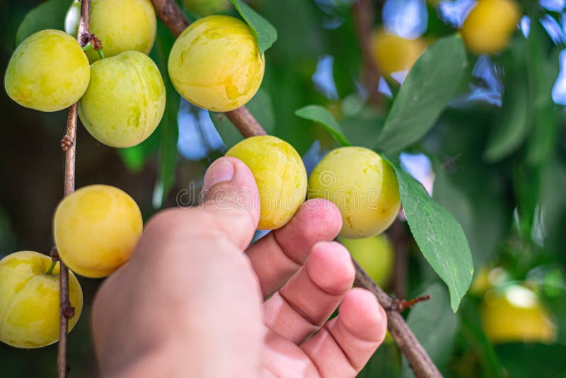 A Man Picking Fruit from the Tree Stock Image - Image of delicious ...