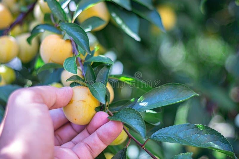 A Man Picking Fruit from the Tree Stock Image - Image of health, people ...