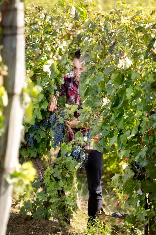 Man picking grapes stock photo. Image of picking, fruit - 57772702