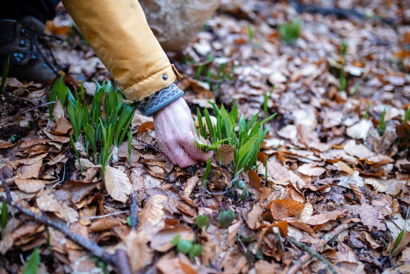Man Picking a Green Plant from a Leafy Ground in Sweden Stock Image ...