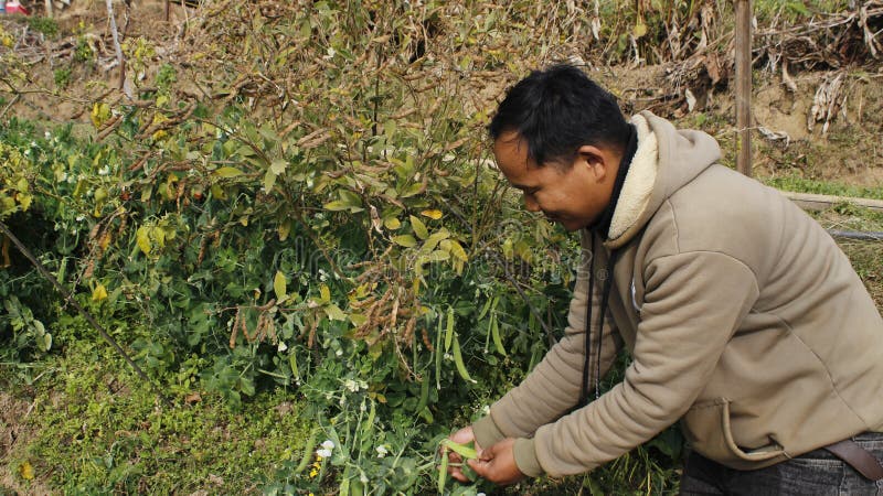 A man picking pea stock photo. Image of food, flower - 268349752