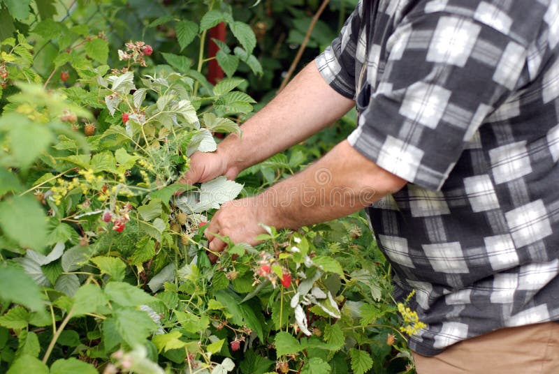 Man Picking raspberry stock image. Image of bush, alone - 56693473