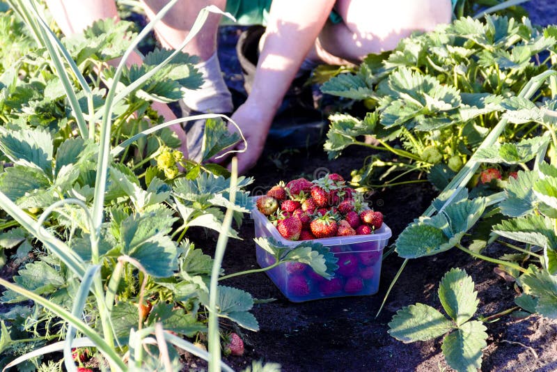 Man Picking Strawberries in the Garden Stock Image - Image of food ...