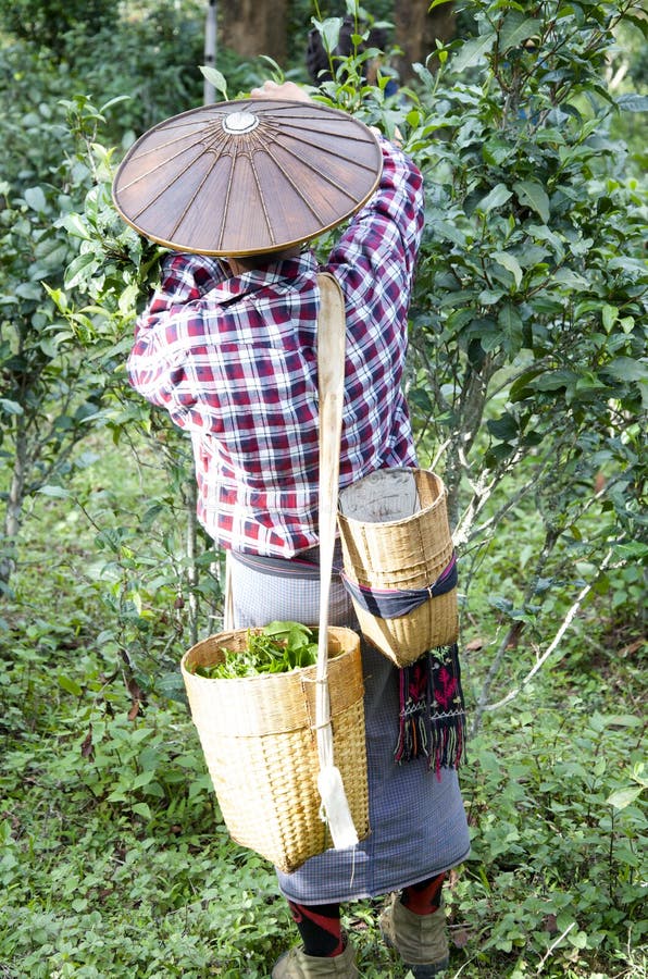 Man Picking Tea in the Fields Editorial Stock Photo - Image of brothers ...