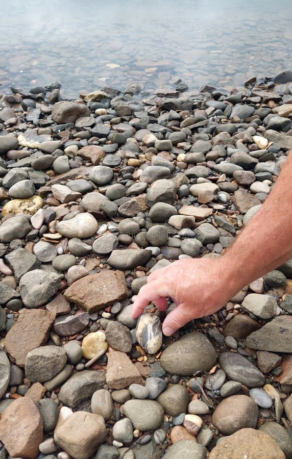 Man is Picking Up a Rock on a Beach in Gaspesie, Quebec, Canada Stock ...