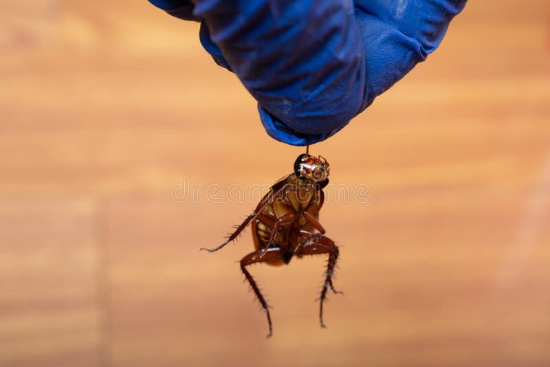 A Man Picking Up a Smashed Cockroach Stock Photo - Image of head ...