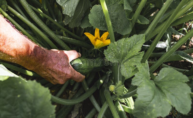 Man Picking Zucchini in the Garden Stock Image - Image of food, green ...