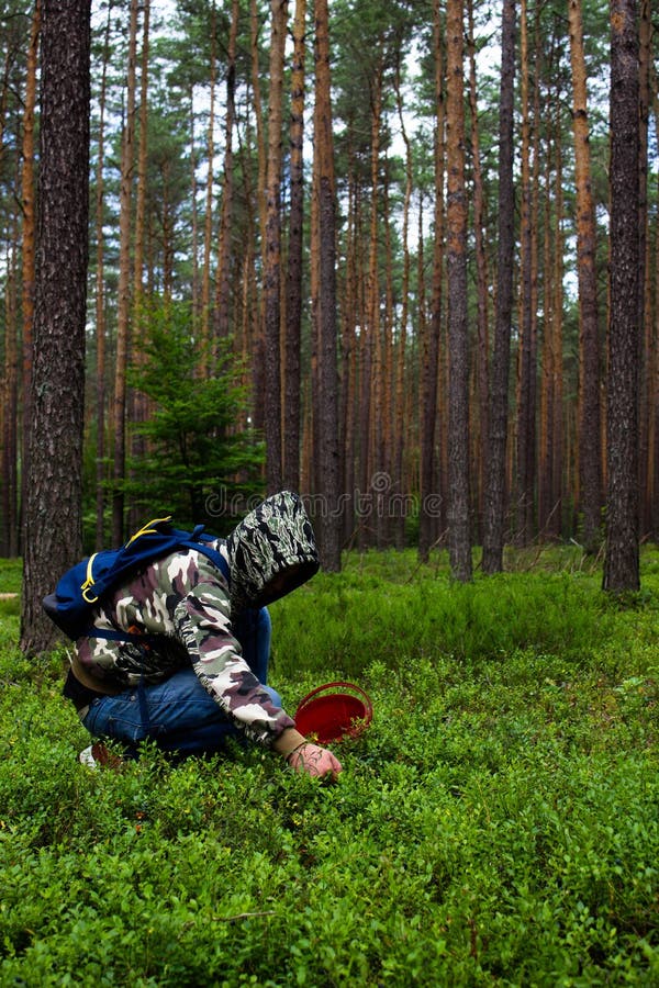 A Man Picks Berries in the Forest. Beautiful Landscape. Background ...