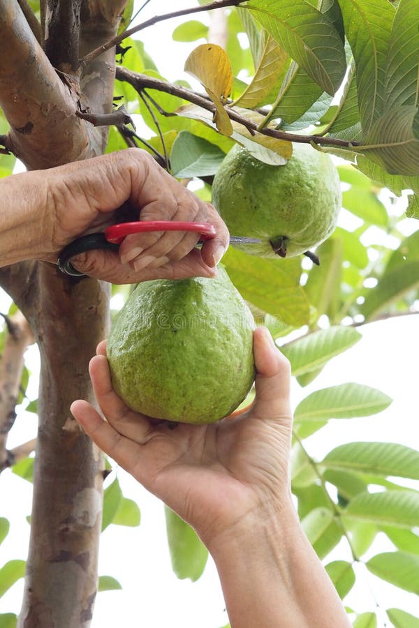 A Man Picks Guavas from a Tree Stock Photo - Image of picks, yard ...