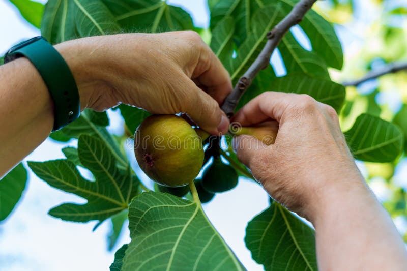 A Man Picks a Ripe Yellow Large Fig from a Tree Stock Photo - Image of ...