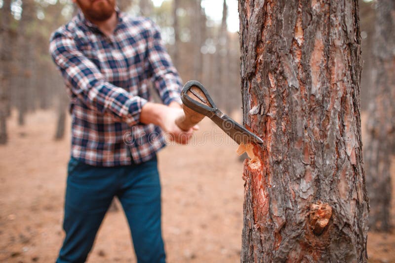 A Man Cuts a Tree in an Autumn Forest. Axe Hack Tree Close Up Image ...