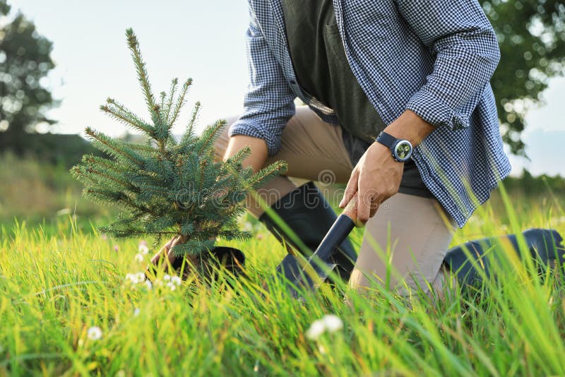 Man Planting Conifer Tree in Meadow, Closeup Stock Photo - Image of ...