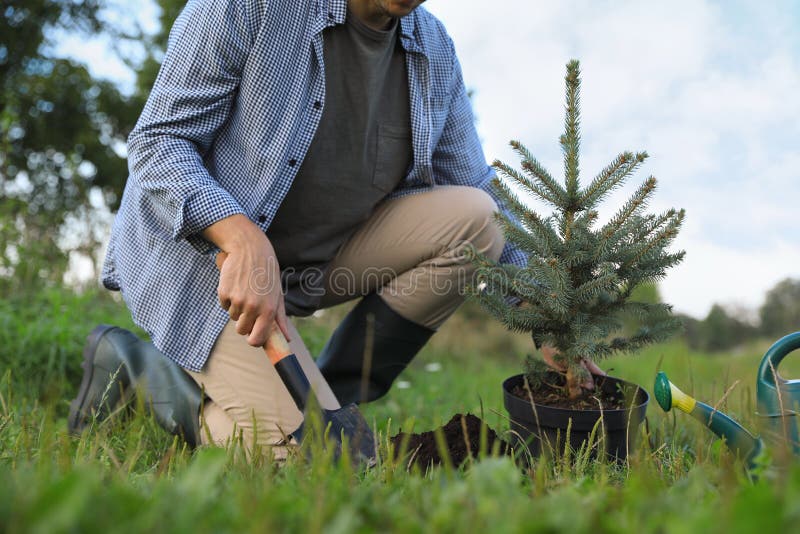 Man Planting Conifer Tree in Park, Closeup Stock Photo - Image of ...