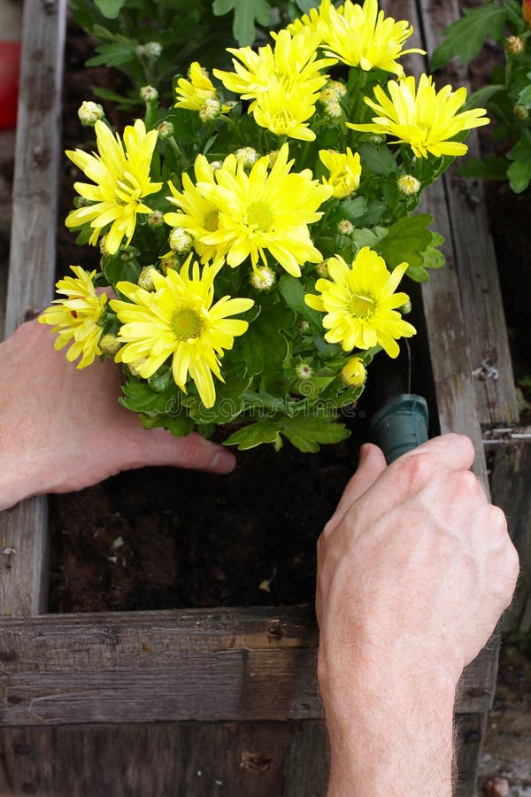 Man Planting a Flower in a Garden Stock Photo - Image of home, ground ...