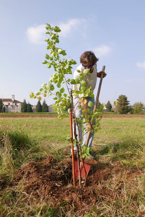Man planting a new tree stock photo. Image of bocage - 132271012