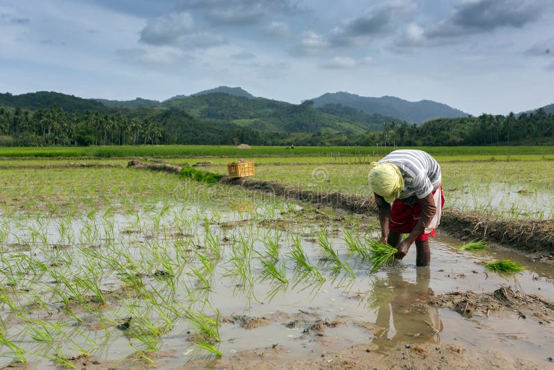 Man planting rice editorial photography. Image of farmland - 39595327