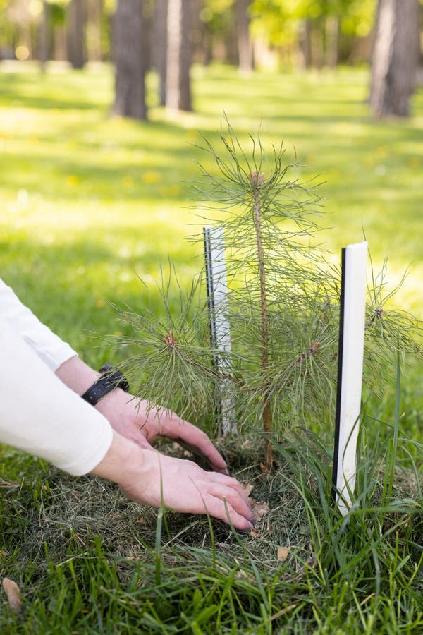 Man Planting a Small Pine Tree. Forest or Park Planting Concept. Stock ...
