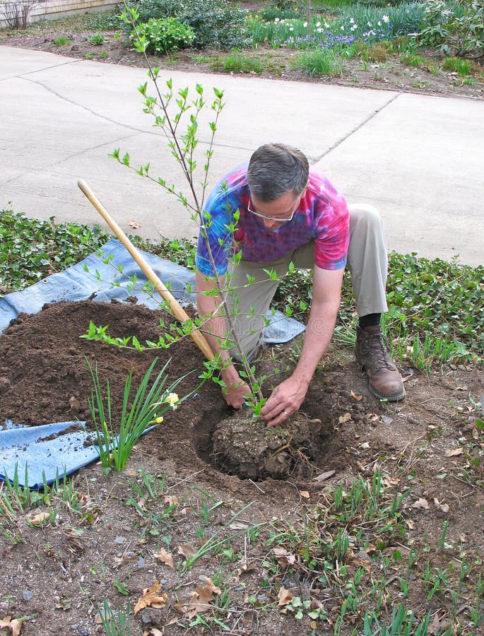 Planting sapling tree stock photo. Image of hard, cultivable - 10235282