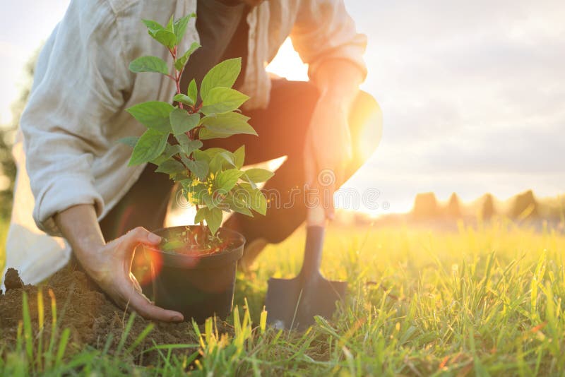 Man Planting Tree Outdoors on Sunny Day, Closeup. Space for Text Stock ...