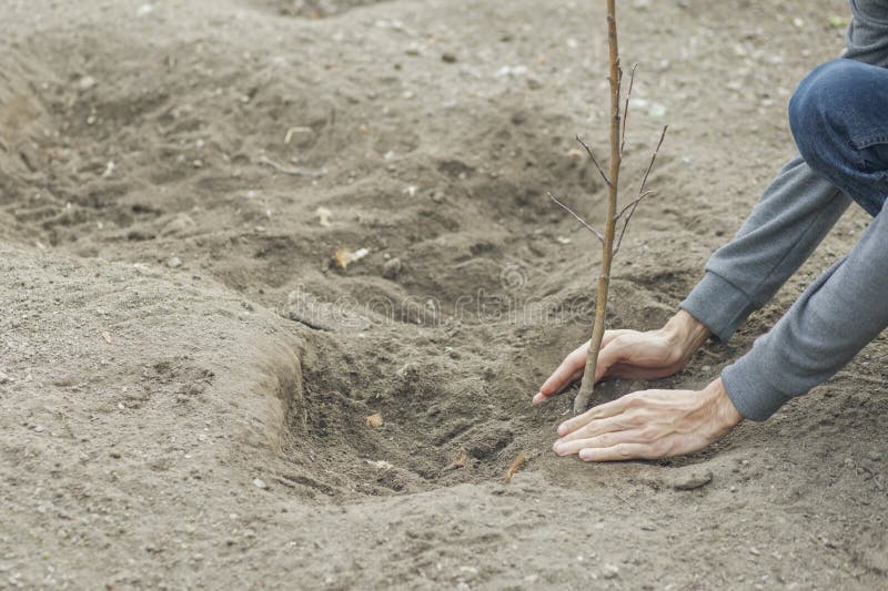 Man planting the tree stock photo. Image of life, tree - 168291376