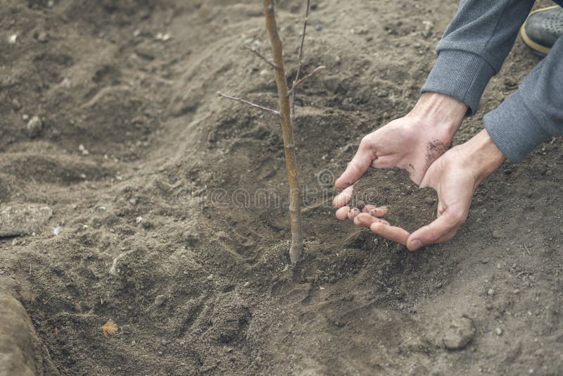 Man planting the tree stock image. Image of tree, freshness - 168291395