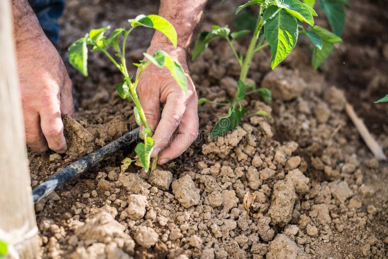 Man planting vegetables stock image. Image of green, harvest - 93341549