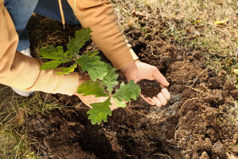 Man Planting Young Tree Outdoors on Sunny Day, Above View Stock Image ...