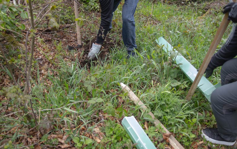 A Man Plants a Small Tree in a Hole. a Woman Will Provide Plastic ...