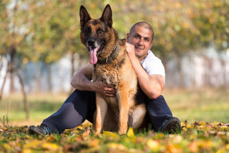 German Shepherd Alsatian Police Dog Stock Photo - Image of colored ...