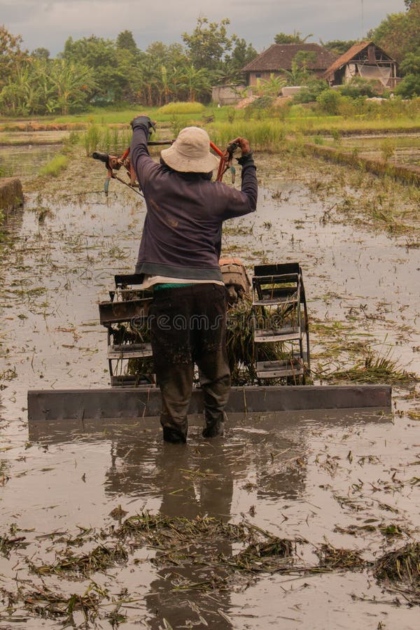 A Man Plows a Village Rice Field on Java after Harvesting with a Plow ...