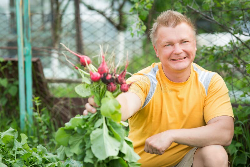 Man plucked radishes stock photo. Image of summer, farming - 70770858