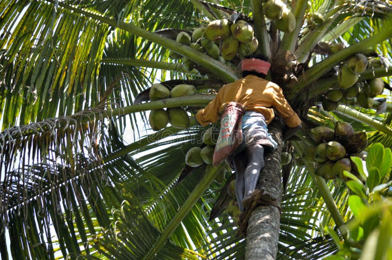 Man Plucking Coconut from Coconut Tree Editorial Photography - Image of ...