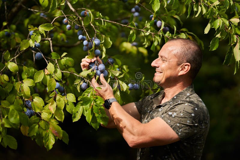 Caucasian Man Picking Plums To Eat from the Tree Stock Photo - Image of ...