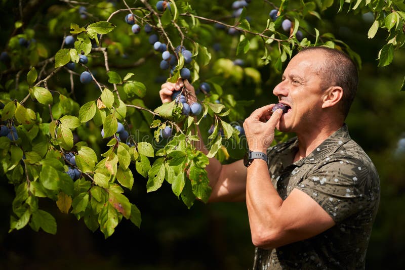 Caucasian Man Picking Plums To Eat from the Tree Stock Photo - Image of ...