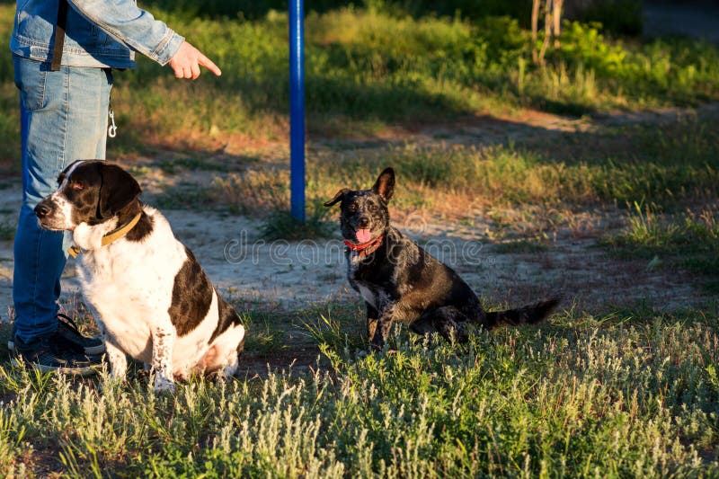 Man Pointing while Training Dogs in Open Field Stock Photo - Image of ...