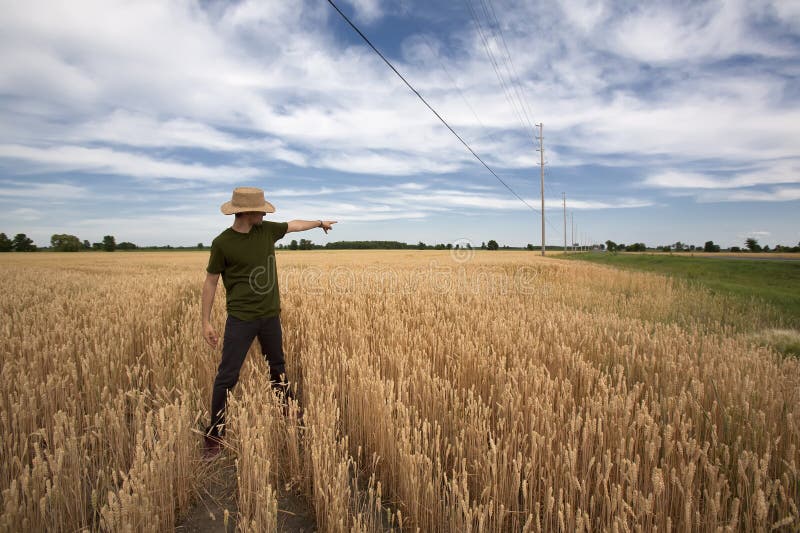 Young Farmer Pointing In A Wheat Field Stock Photo - Image of cultivate ...